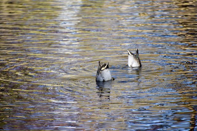 潜るの読み方と意味、「くぐる」と「もぐる」正しいのは？